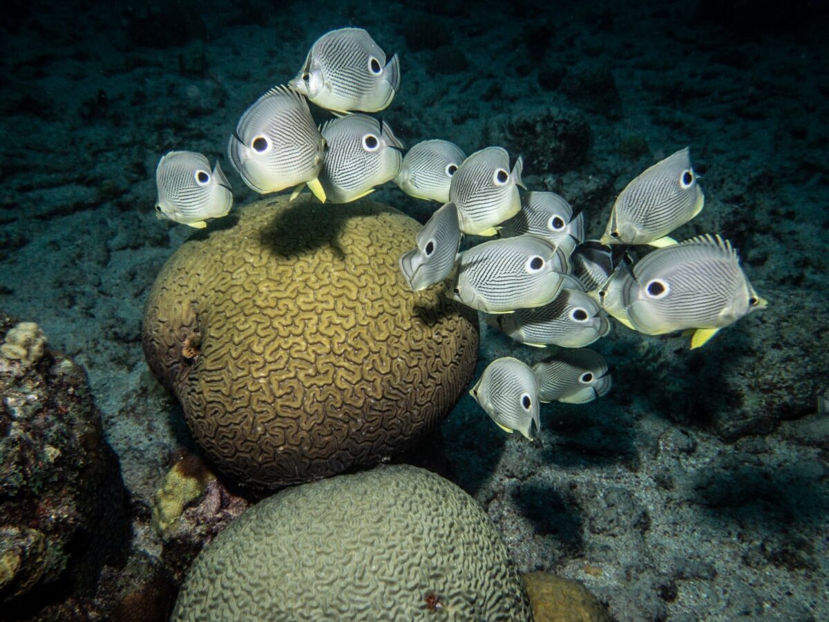 Snake Bay (Playa Wachi) | Scubaçao