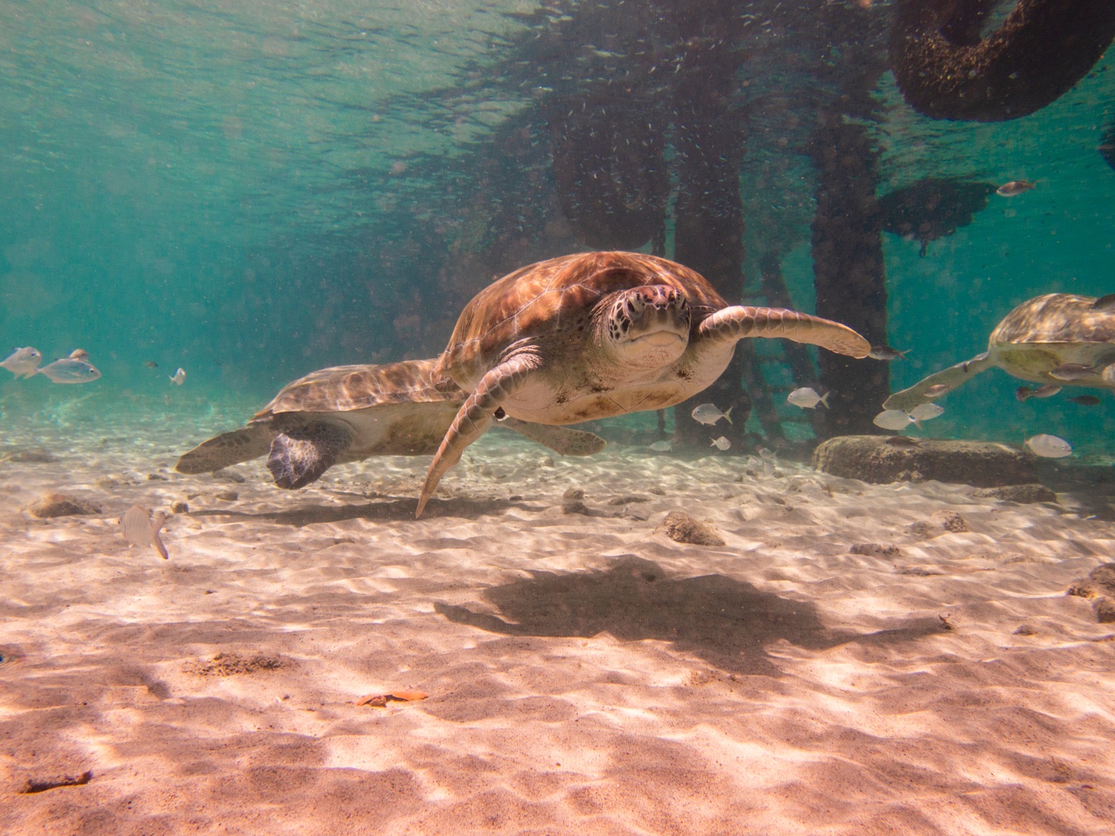 Scubaçao, eco-conscious Dive operator. | Scubaçao